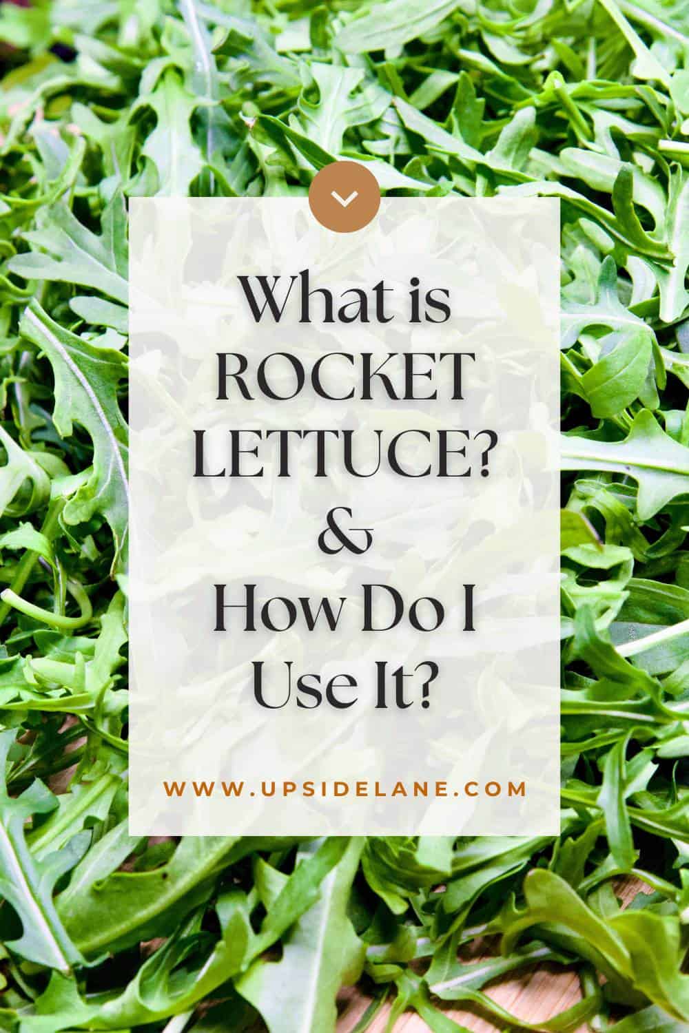 What Is Rocket Lettuce (aka Arugula) & How To Use It?